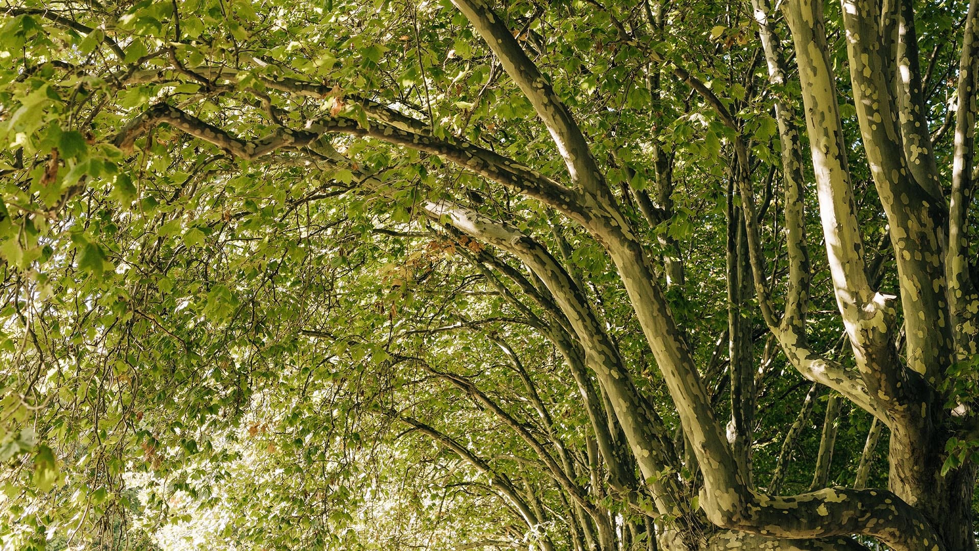 Location | Melbourne Square